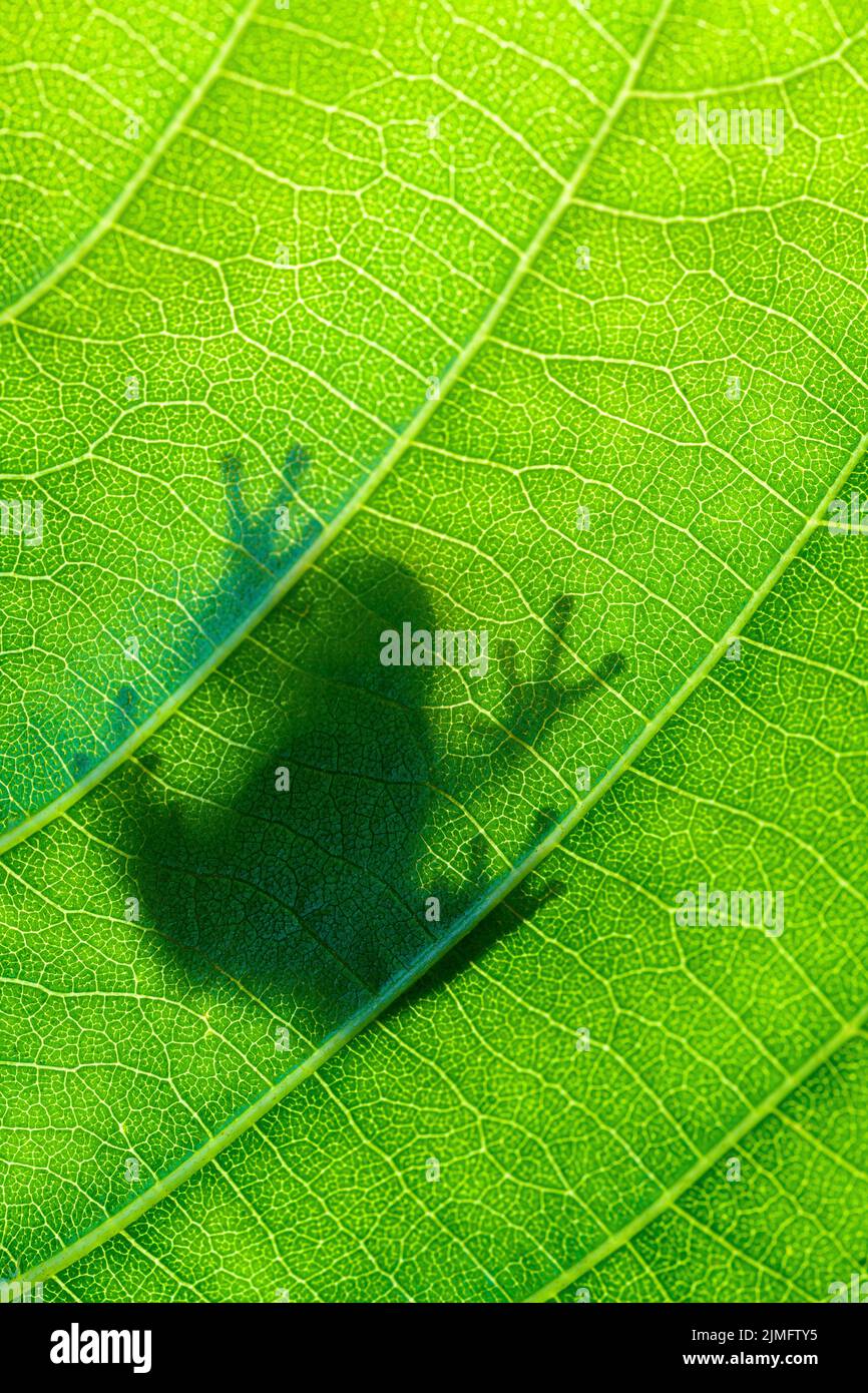 European Tree Frog Stock Photo - Alamy