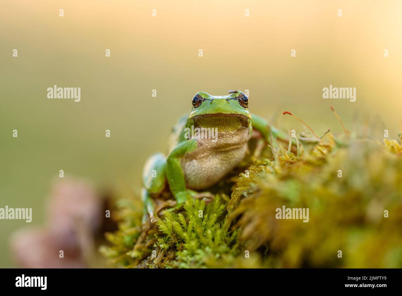 European Tree Frog Stock Photo - Alamy