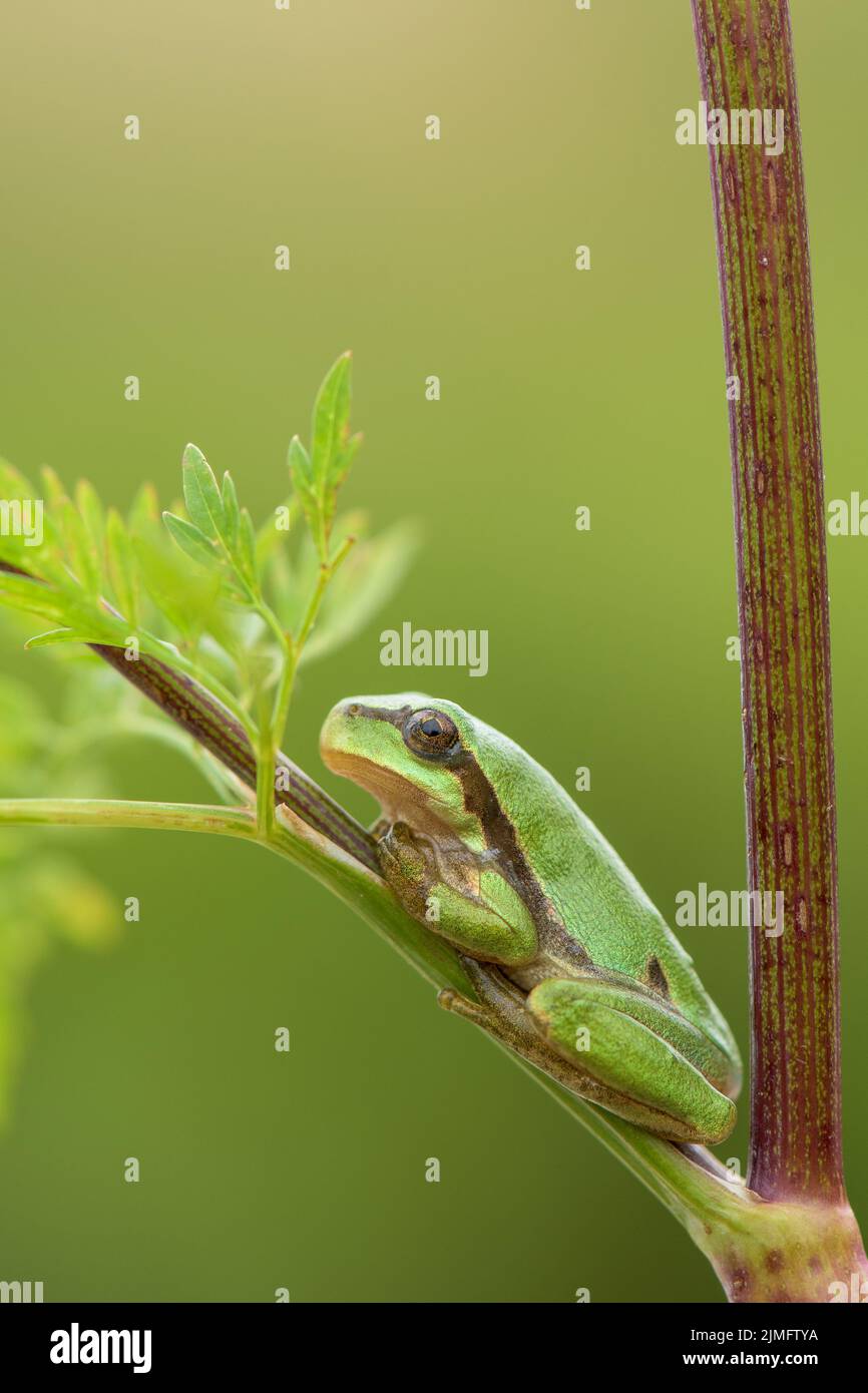 European Tree Frog Stock Photo - Alamy