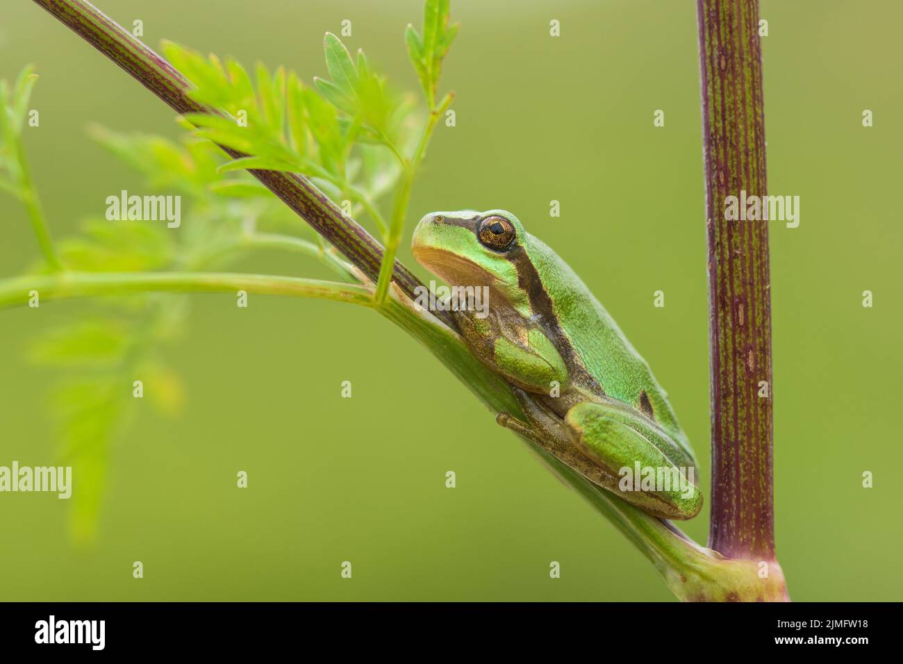 European Tree Frog Stock Photo - Alamy