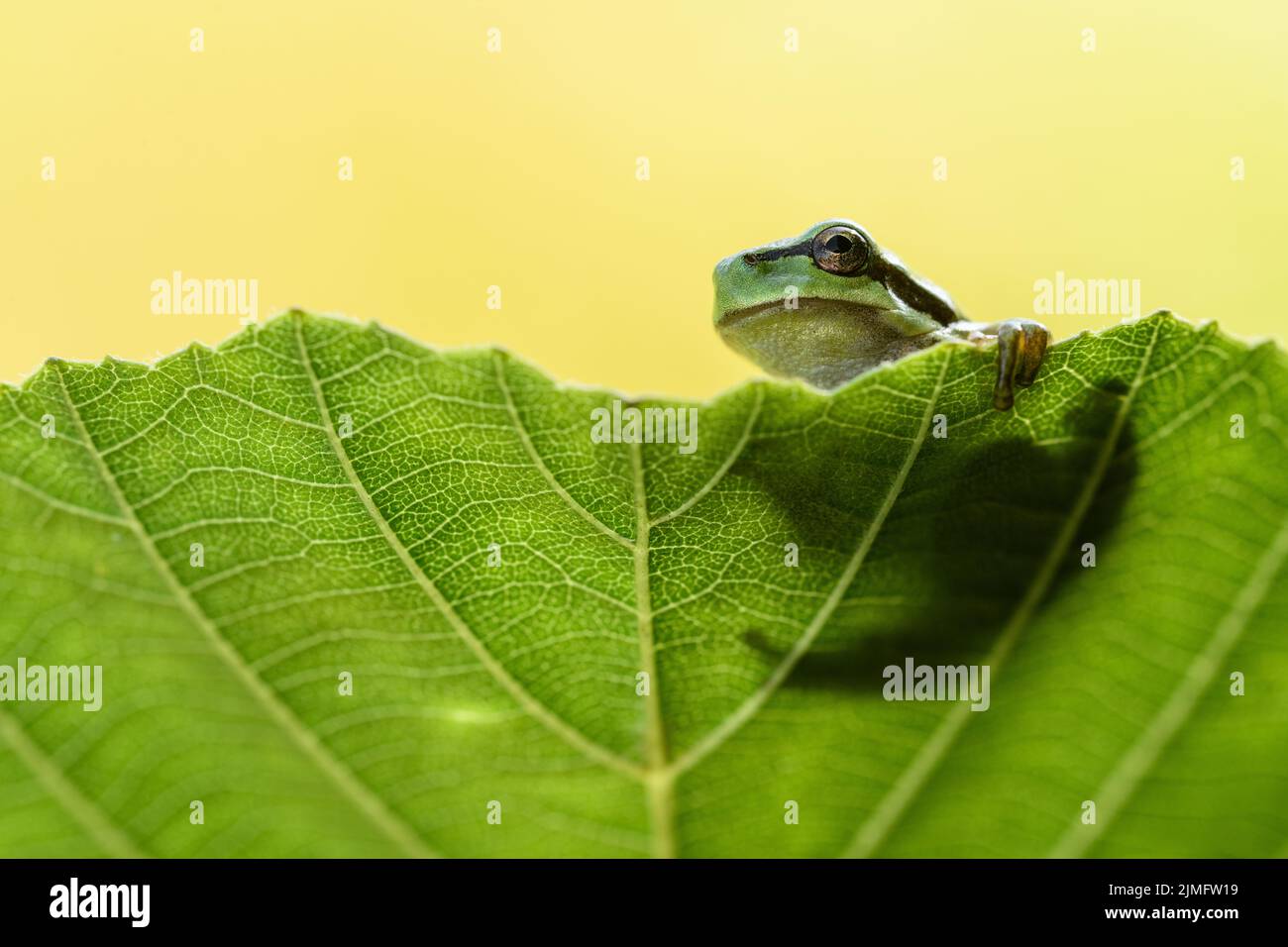 European Tree Frog Stock Photo - Alamy