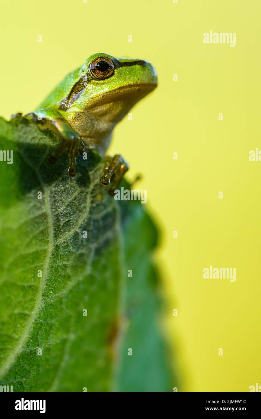 European Tree Frog Stock Photo - Alamy