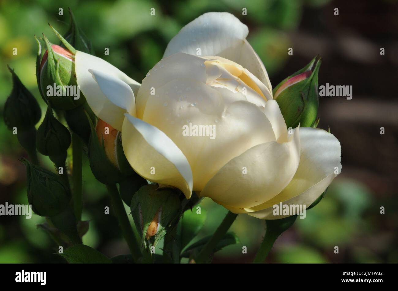 Perdita Apricot Cream English Rose David Austin Stock Photo - Alamy