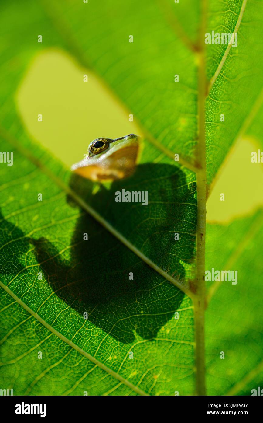 European Tree Frog Stock Photo - Alamy