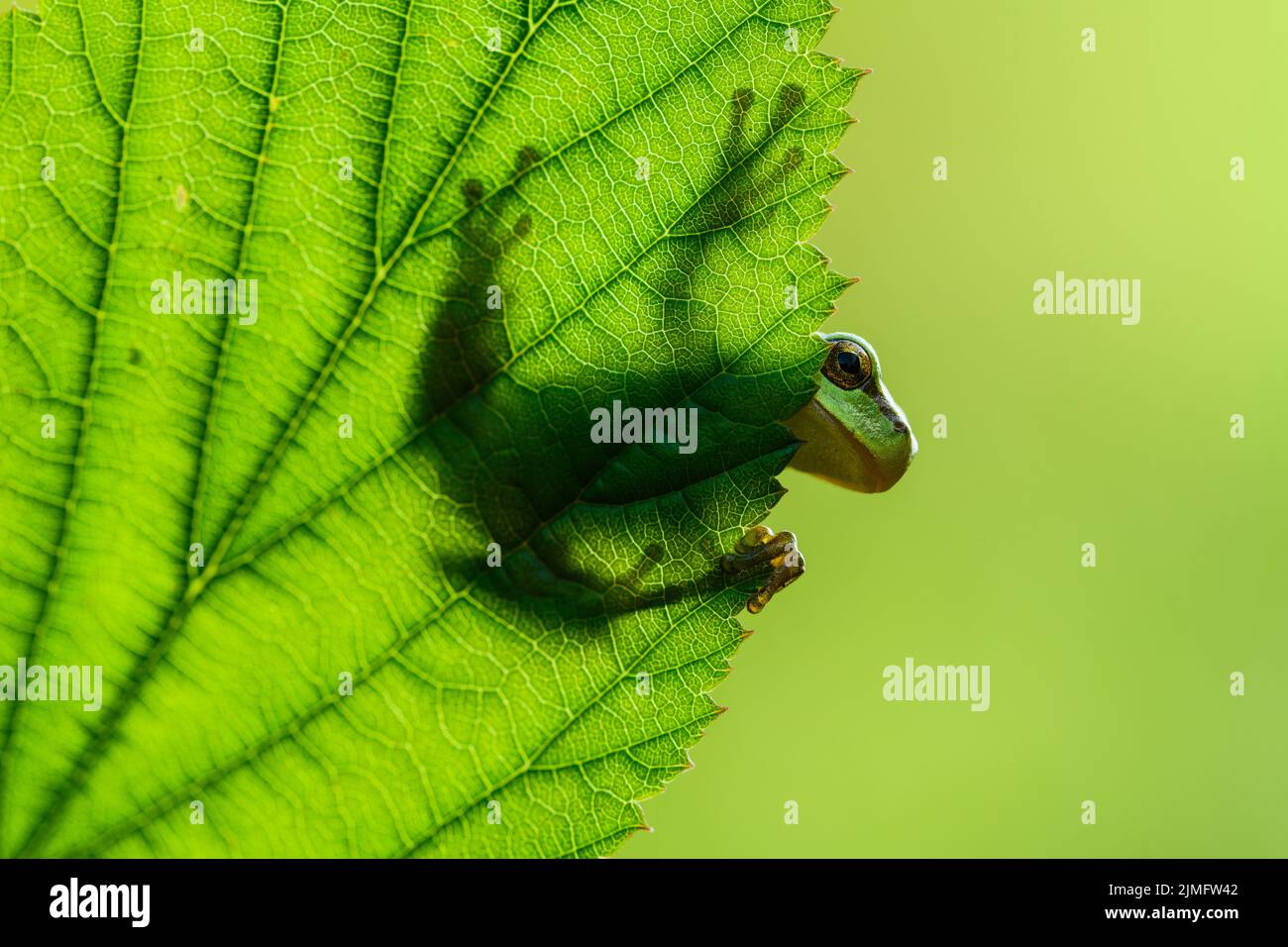 European Tree Frog Stock Photo - Alamy