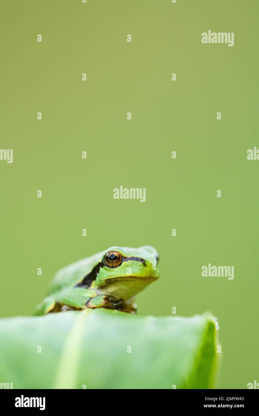 European Tree Frog Stock Photo - Alamy