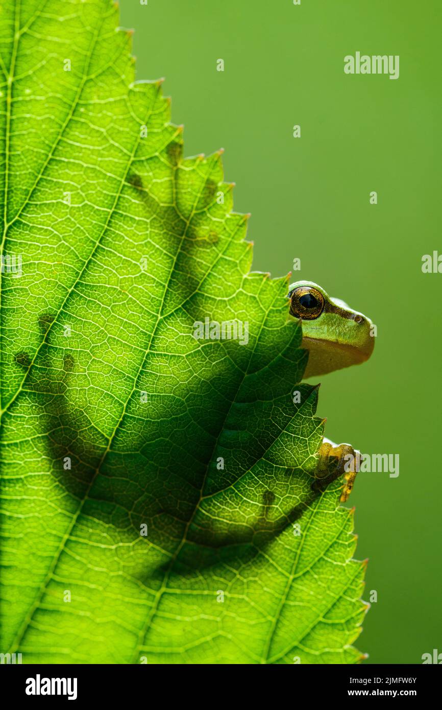 European Tree Frog Stock Photo - Alamy
