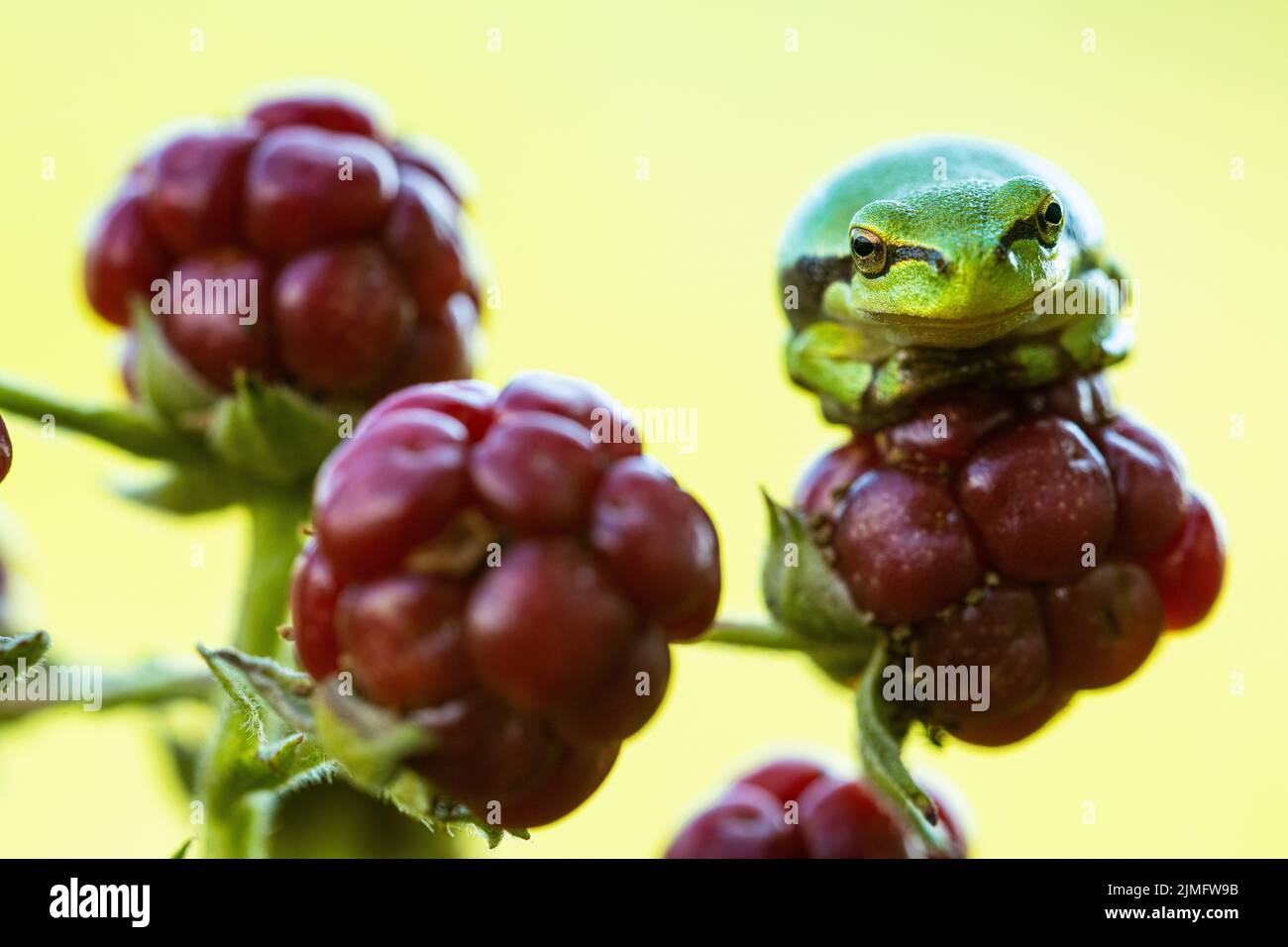 European Tree Frog Stock Photo - Alamy