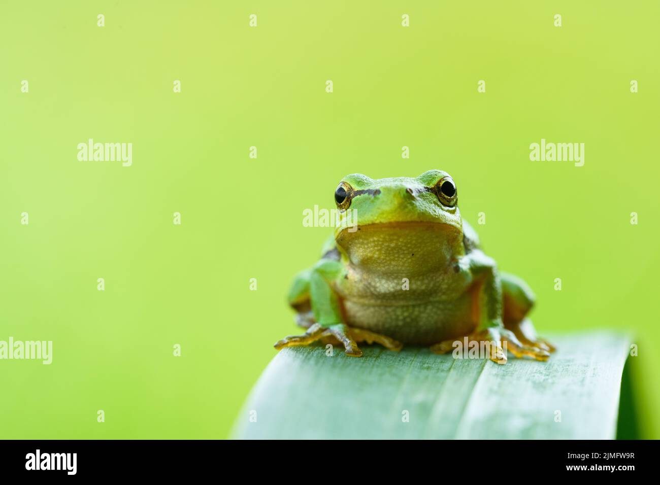 European Tree Frog Stock Photo - Alamy