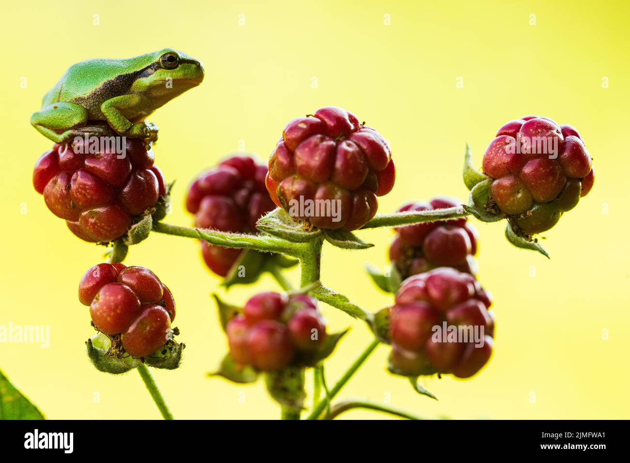 European Tree Frog Stock Photo - Alamy