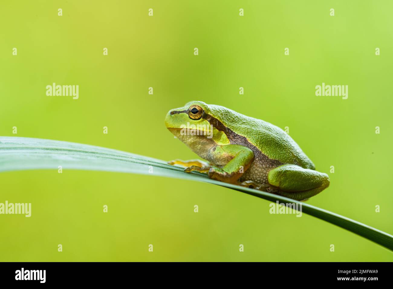 European Tree Frog Stock Photo - Alamy