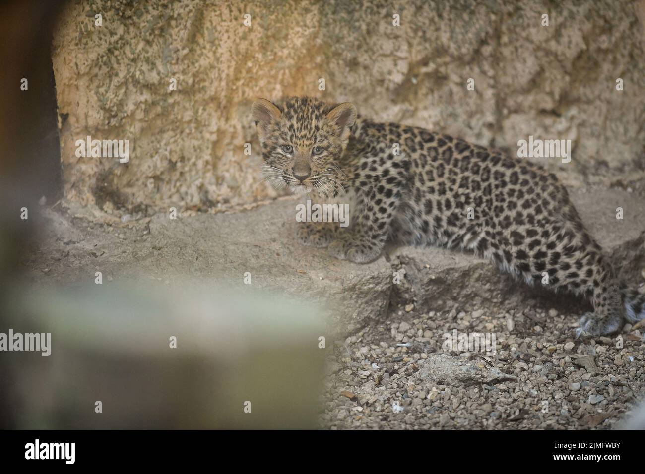 One of the two cubs of endangered Amur leopard (Panthera pardus ...
