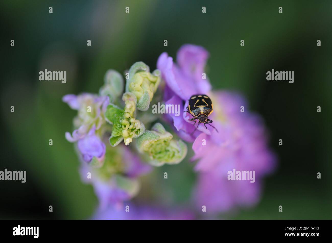 Pests on garlic mustard hi-res stock photography and images - Alamy