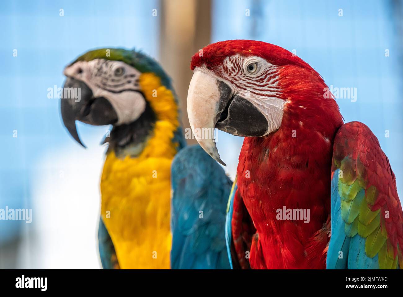 Two Macaws in Hemker Park Zoo, Minnesota Stock Photo - Alamy