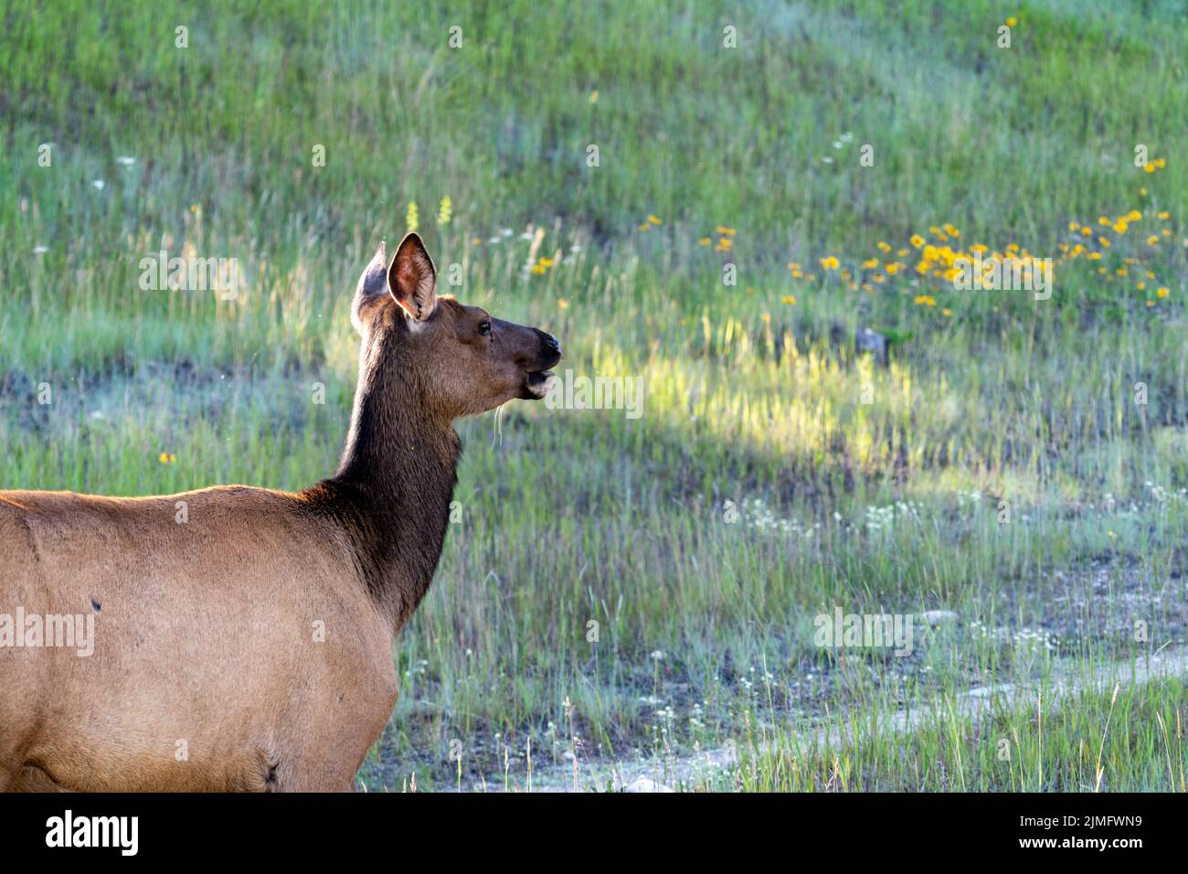 Female cow elk looks off in the distance while standing in a field with ...