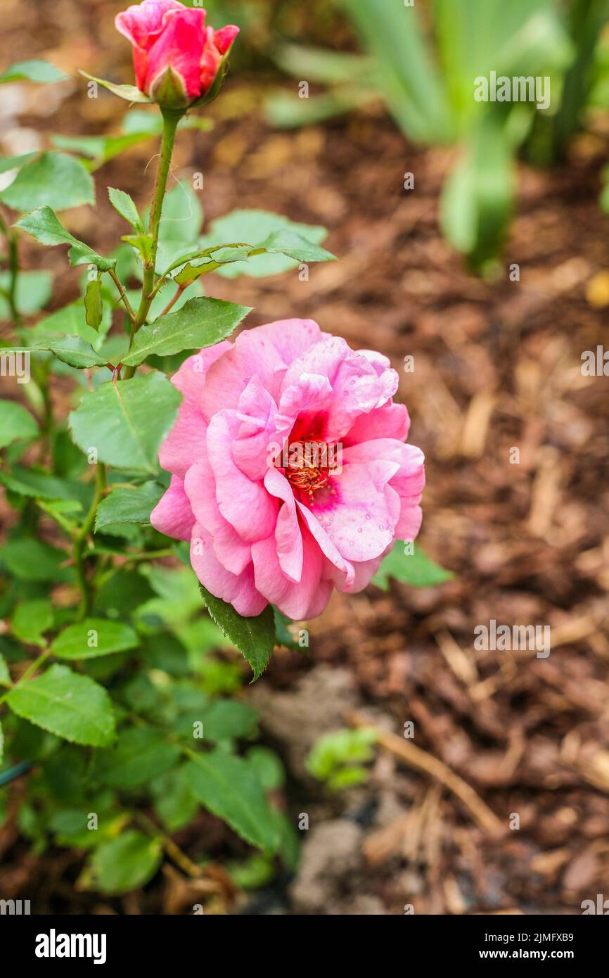 A vertical closeup of a pink rose in the garden Stock Photo - Alamy