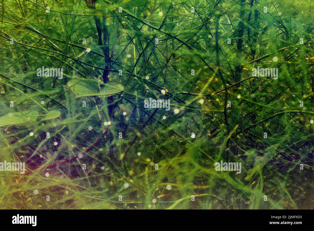 An ethereal magical garden from inside the thick plant cover. With ...