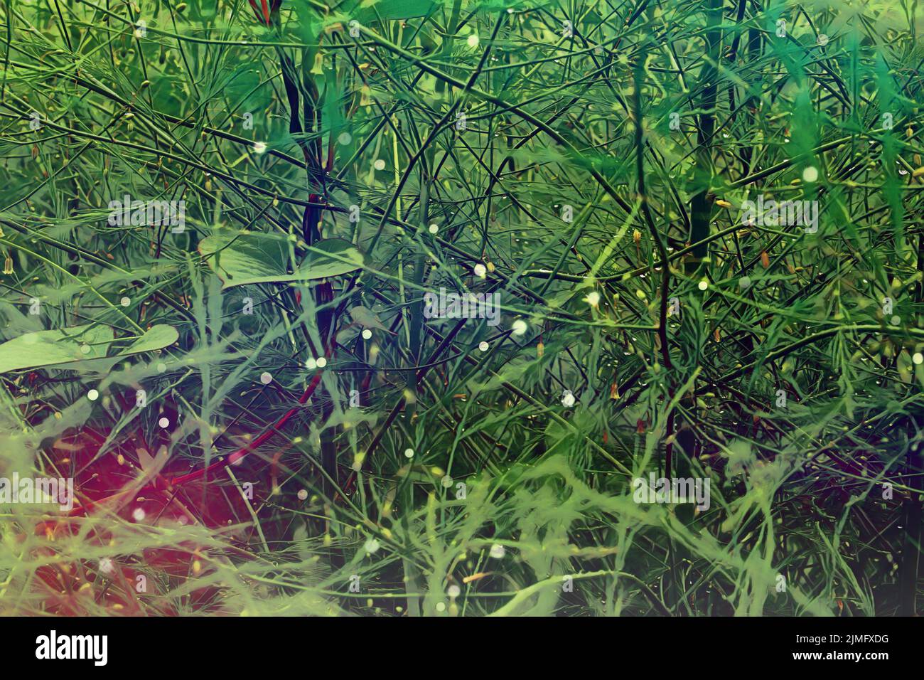 An ethereal magical garden from inside the thick plant cover. With ...