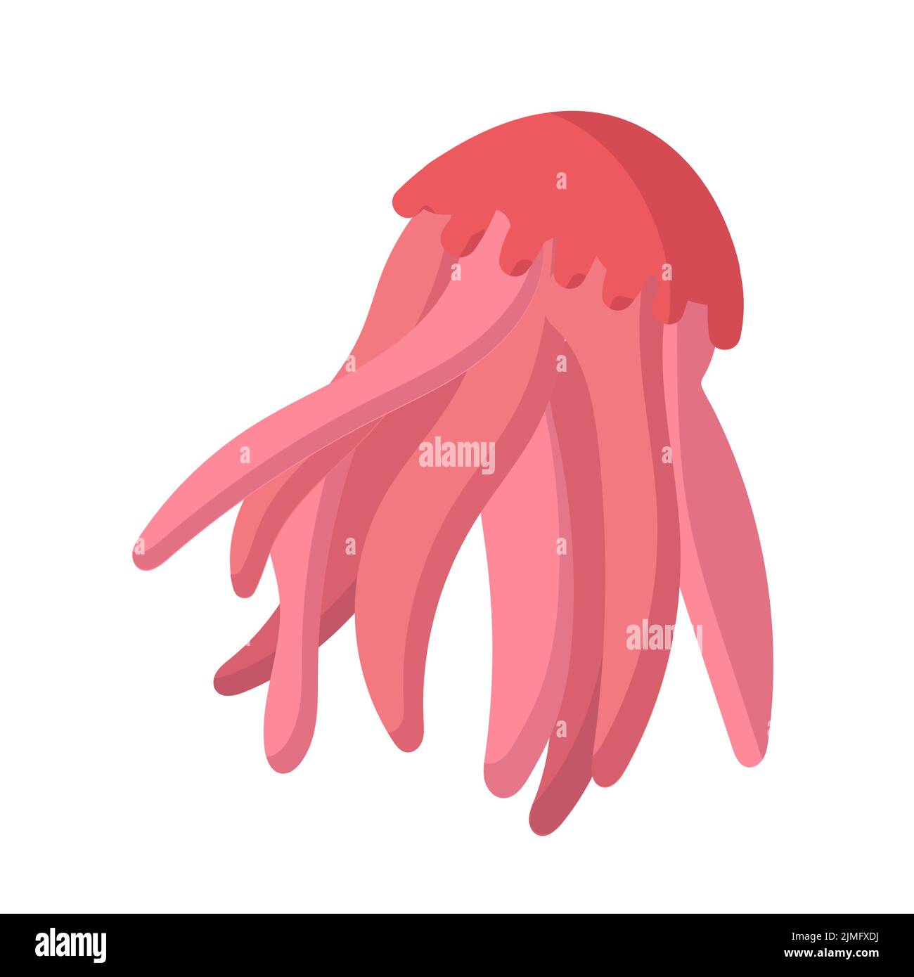 Jellyfish cartoon isolated medusa and biology jelly fish. Marine and water life animal vector ...