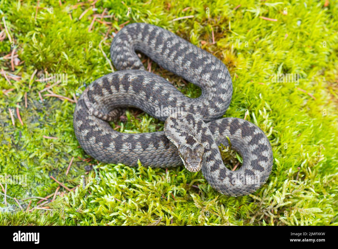Common Viper (Vipera berus Stock Photo - Alamy