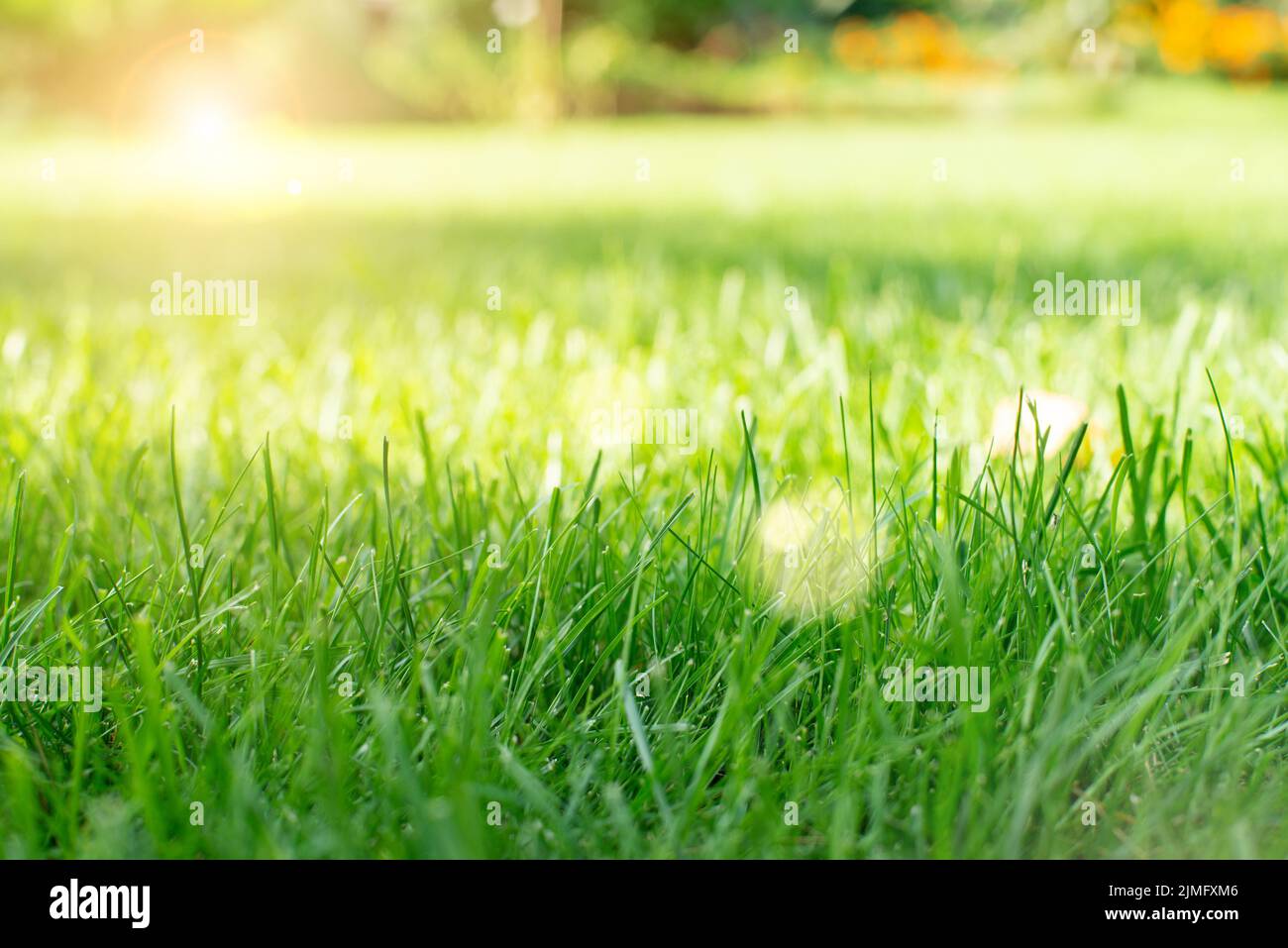 Mowed green backyard grass under trees closeup view Stock Photo - Alamy