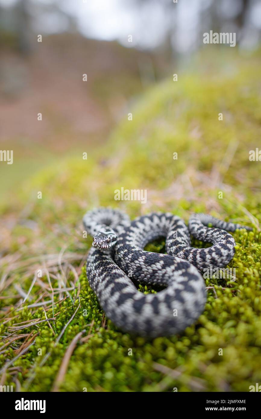 Common Viper (Vipera berus Stock Photo - Alamy