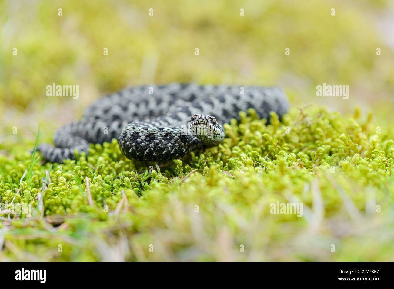 Common Viper (Vipera berus Stock Photo - Alamy