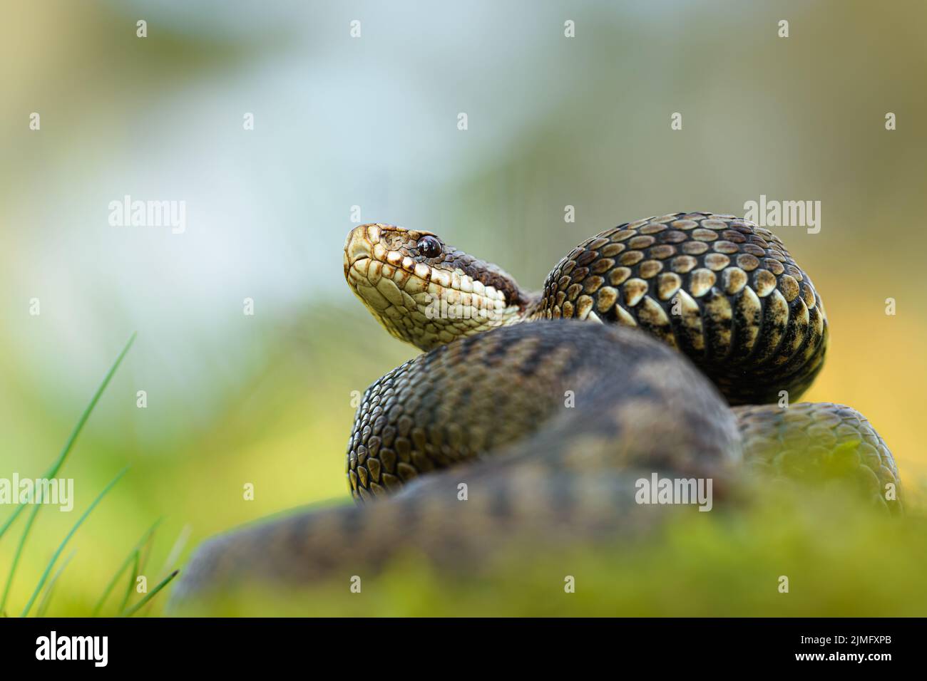 Common Viper (Vipera berus Stock Photo - Alamy