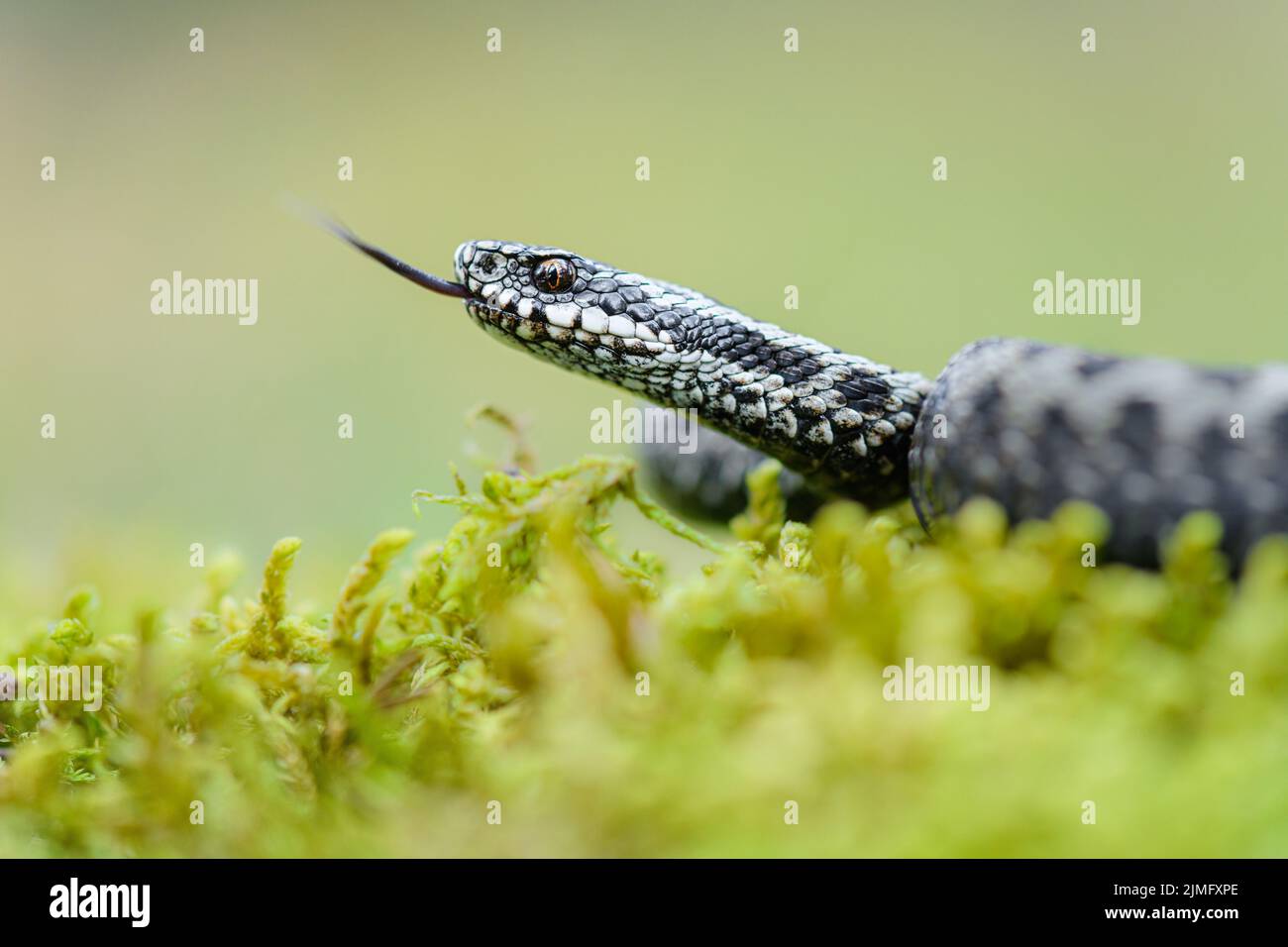 Common Viper (Vipera berus Stock Photo - Alamy