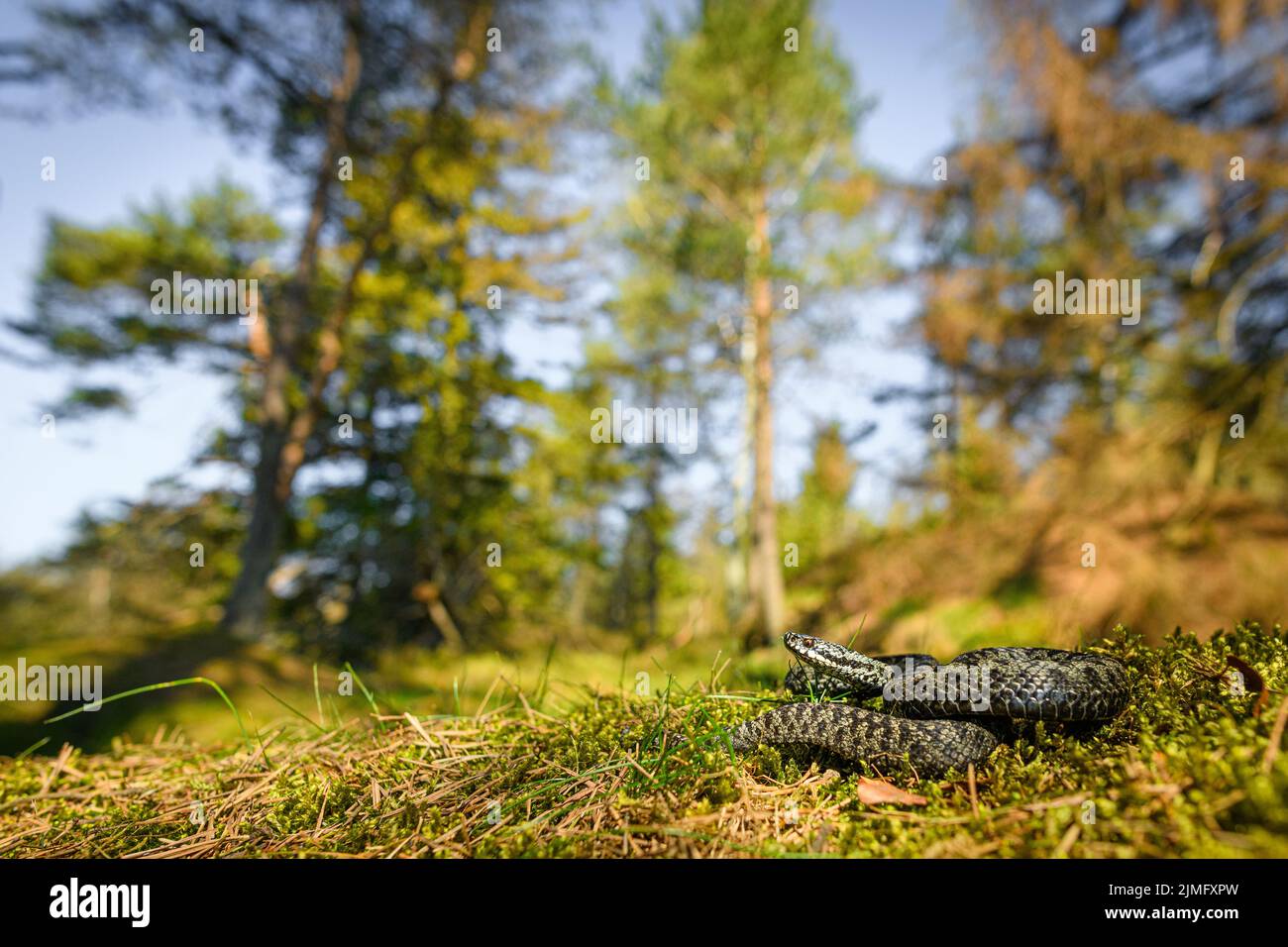 Common Viper (Vipera berus Stock Photo - Alamy