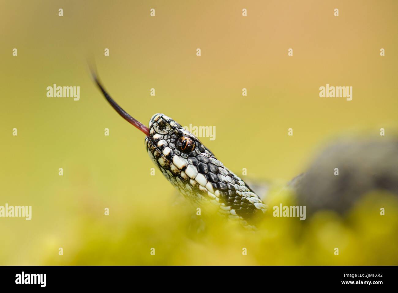 Common Viper (Vipera berus Stock Photo - Alamy