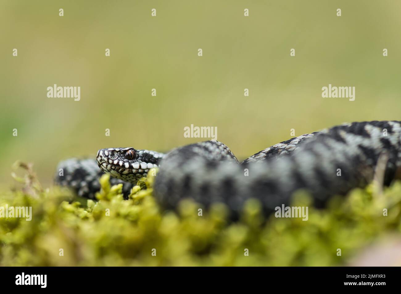 Common Viper (Vipera berus Stock Photo - Alamy