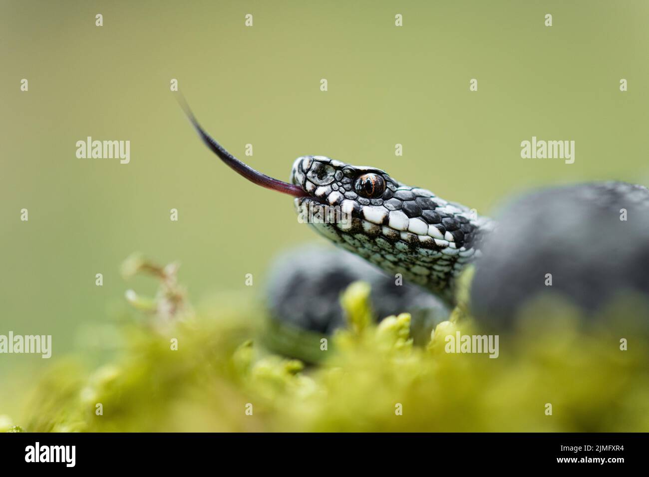 Common Viper (Vipera berus Stock Photo - Alamy