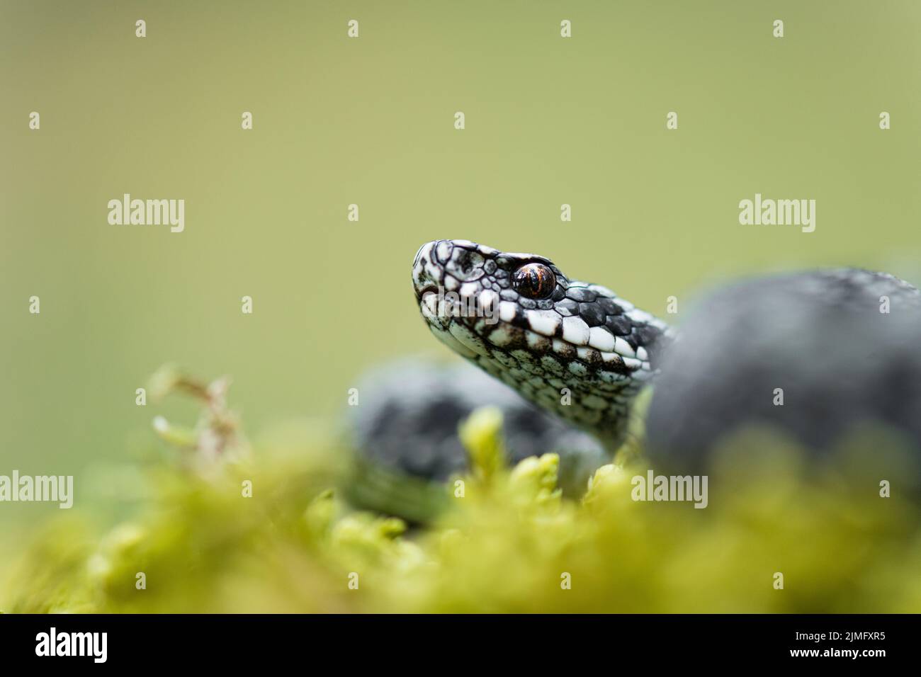 Common Viper (Vipera berus Stock Photo - Alamy