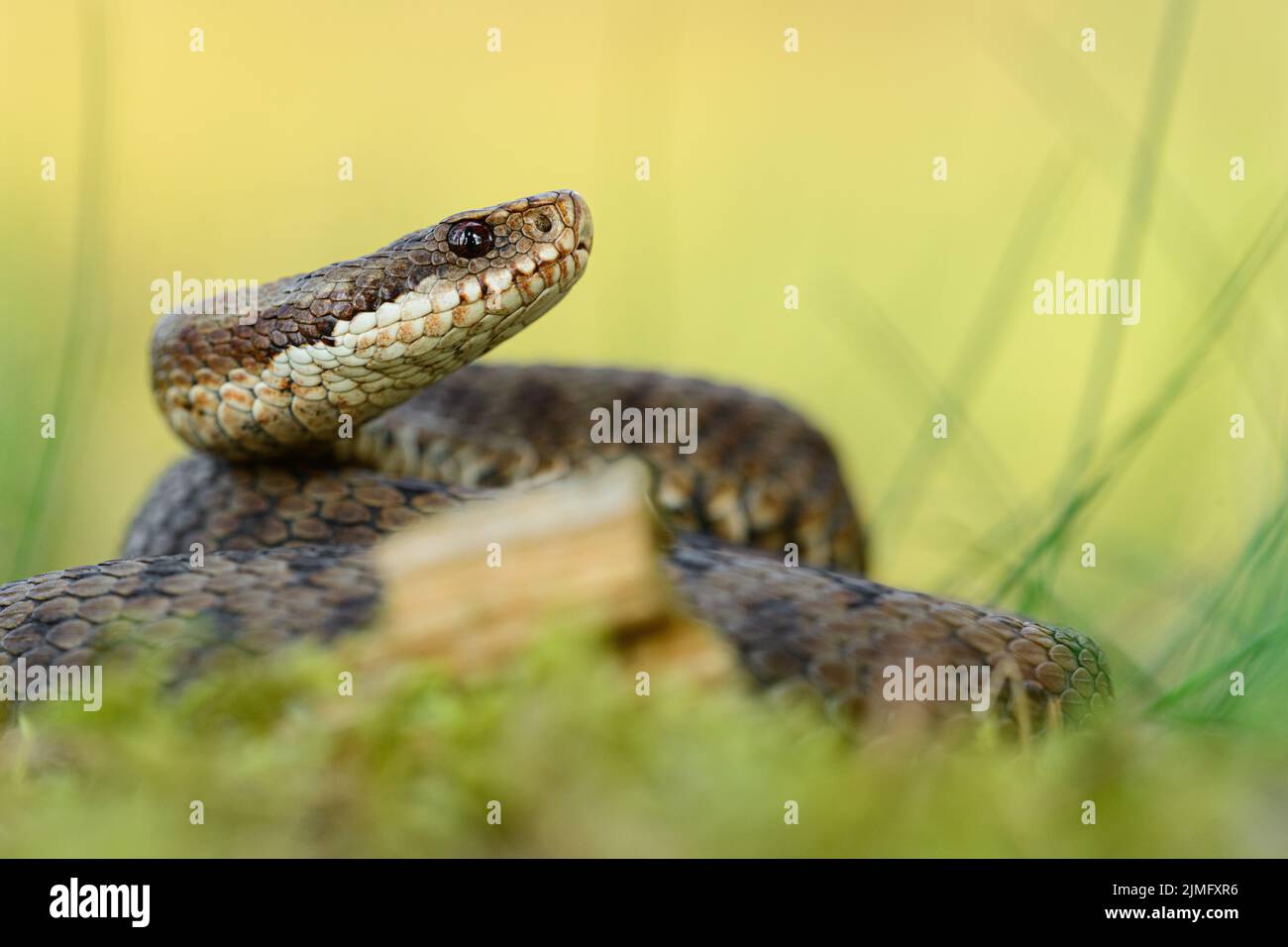 Common Viper (Vipera berus Stock Photo - Alamy