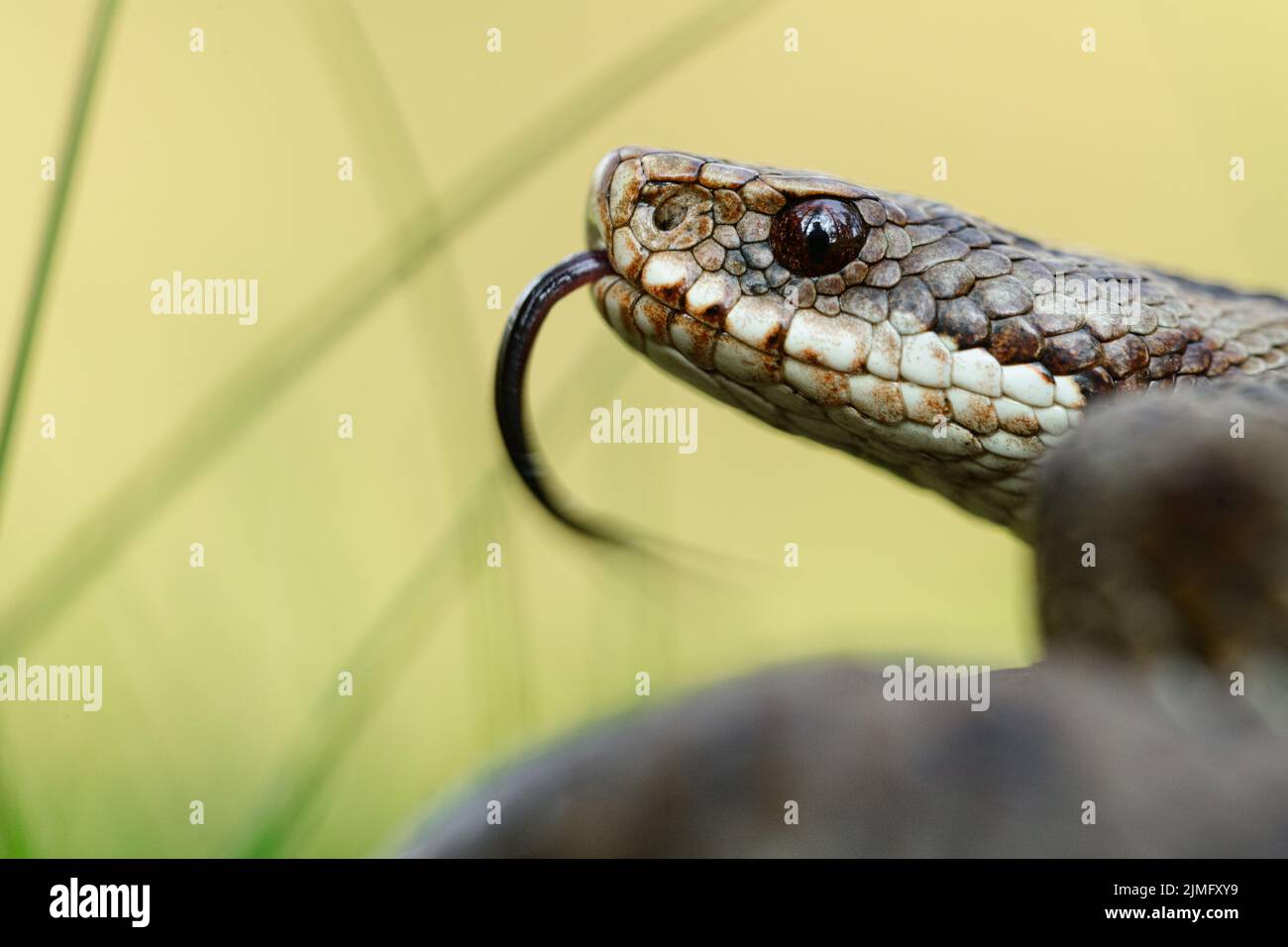 Common Viper (Vipera berus Stock Photo - Alamy