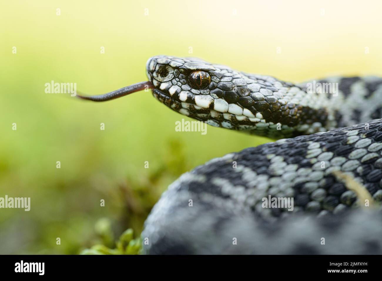 Common Viper (Vipera berus Stock Photo - Alamy