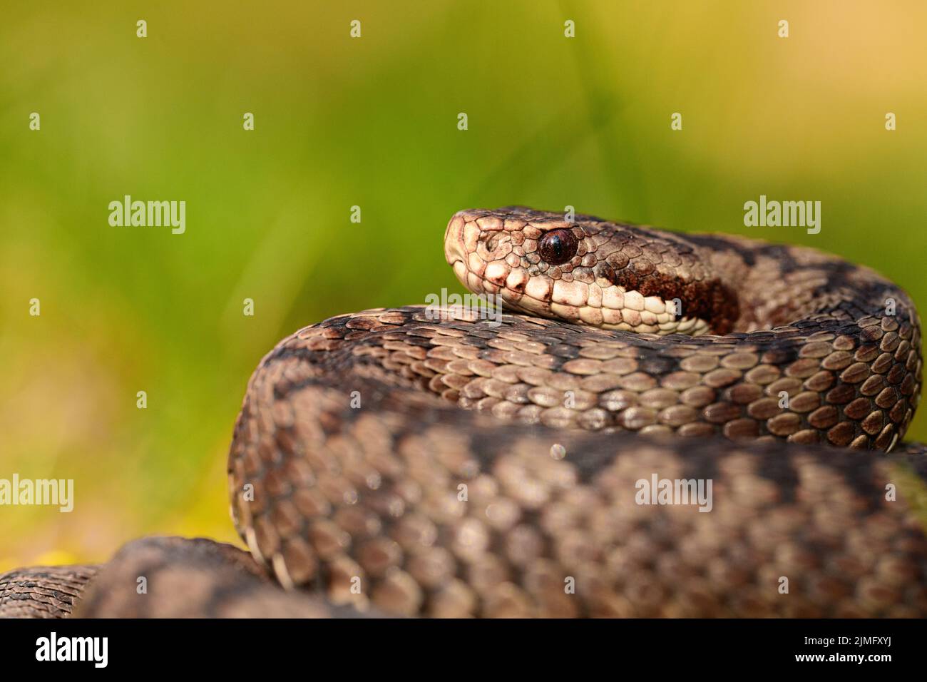 Common Viper (Vipera berus Stock Photo - Alamy