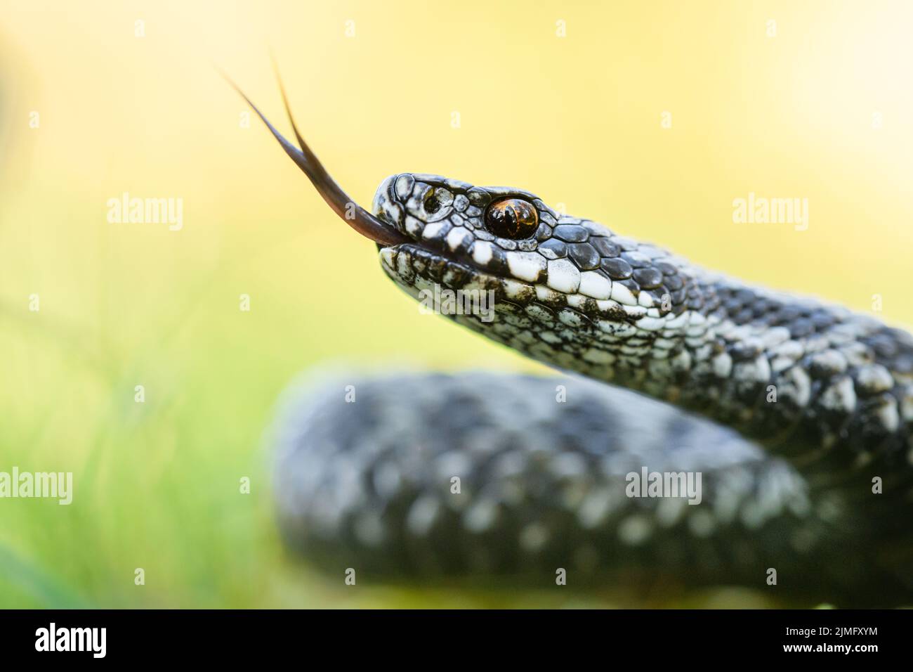 Adder common viper european hi-res stock photography and images - Alamy