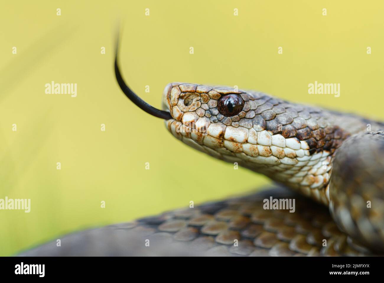 Common Viper (Vipera berus Stock Photo - Alamy
