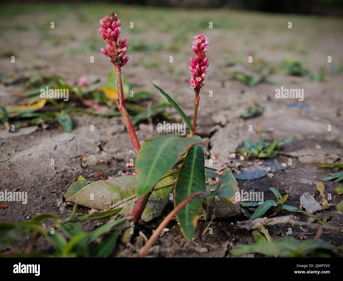 Pink smartweed hi-res stock photography and images - Alamy