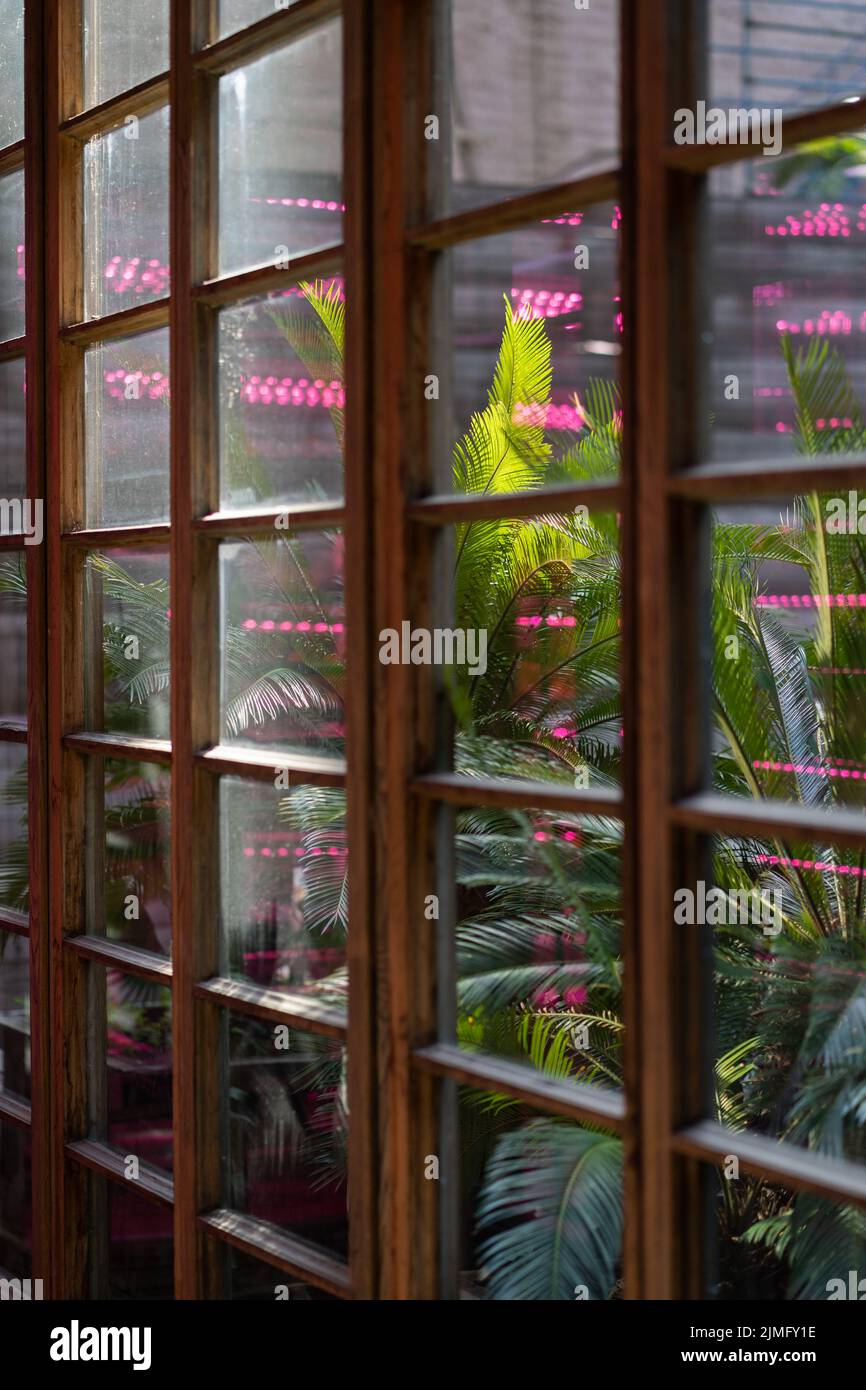 Tropical Cycas palm tree grows in building over French windows ...