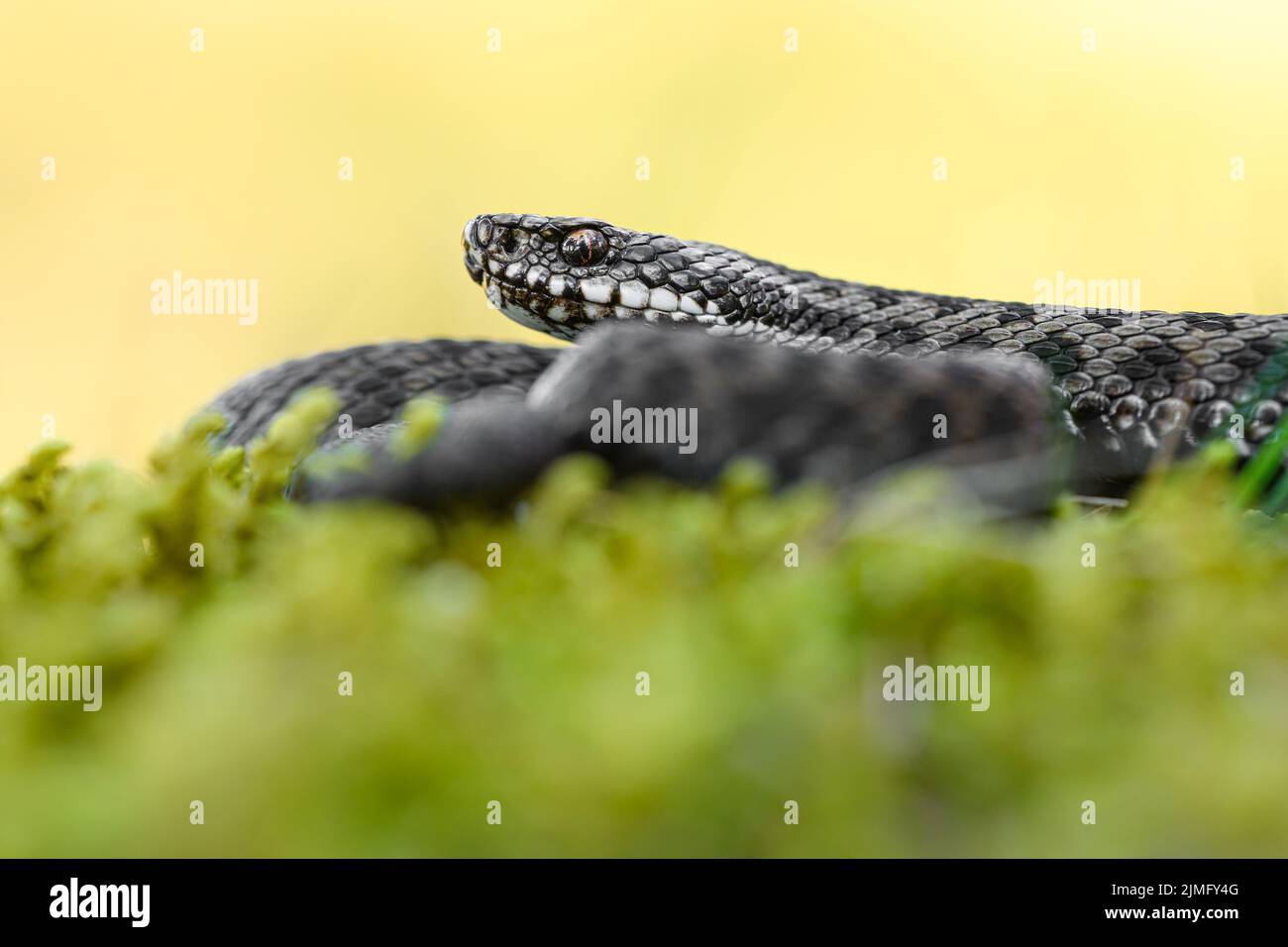 Common Viper (Vipera berus Stock Photo - Alamy