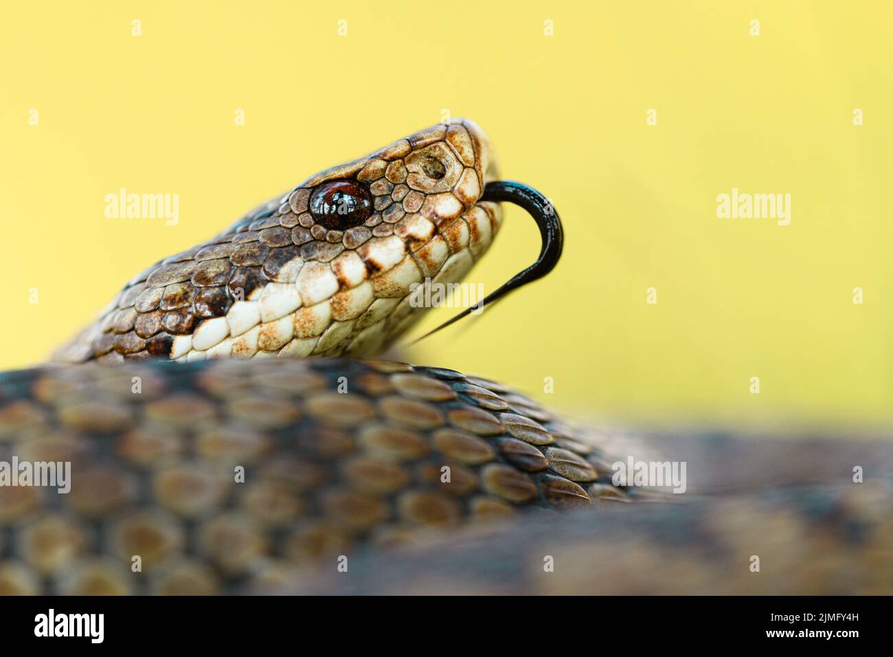 Viper pattern hi-res stock photography and images - Alamy