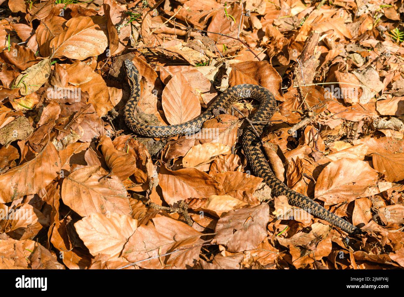 European crossed viper snake hi-res stock photography and images - Alamy