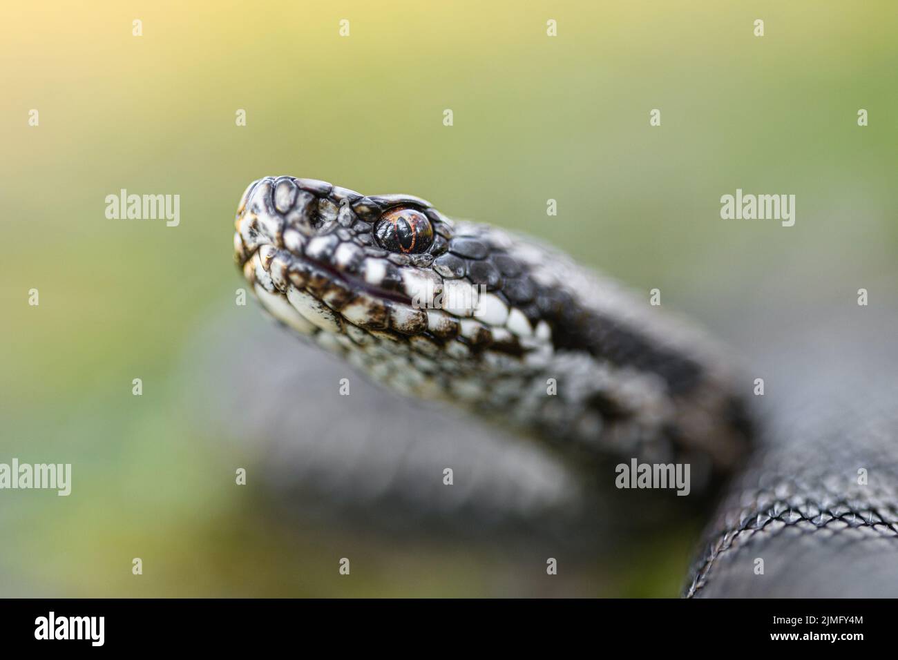 Viper pattern hi-res stock photography and images - Alamy