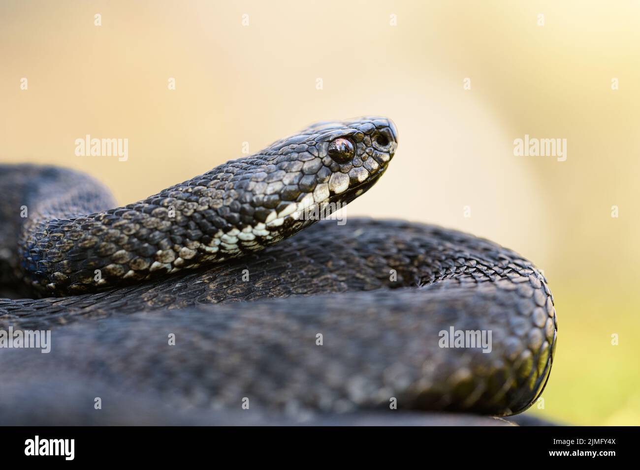 Common Viper (Vipera berus Stock Photo - Alamy