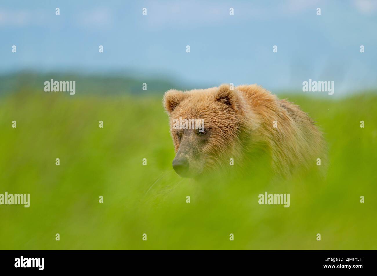 Alaskan brown bear moving along a trail in McNeil River State Game ...