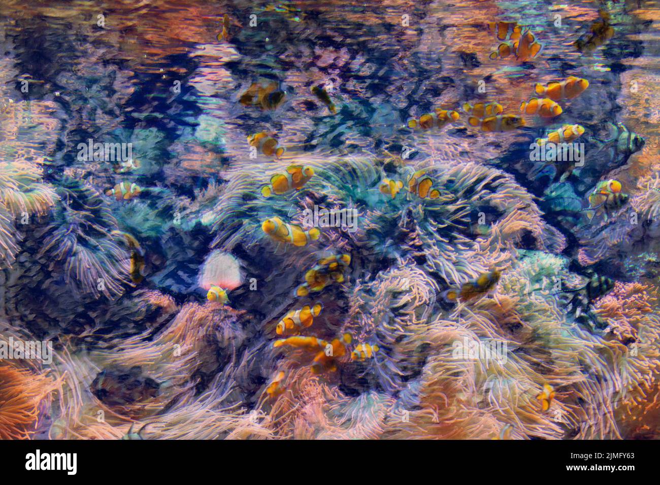 Large aquarium saltwater tank with bright, vibrant colors, Clown Fish ...