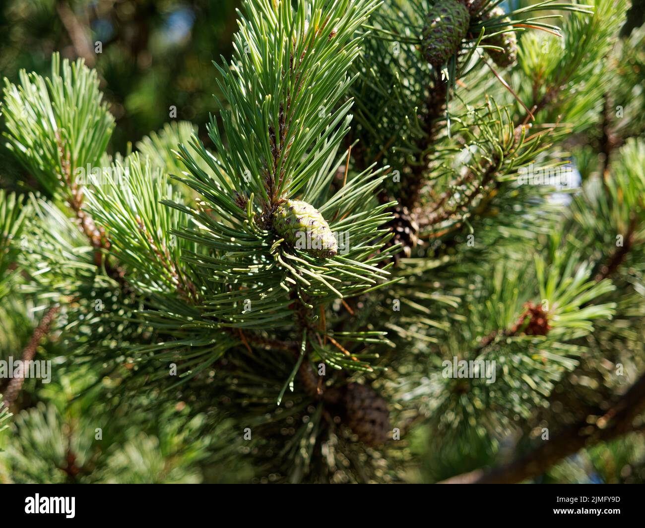 Pinaceae hi-res stock photography and images - Alamy